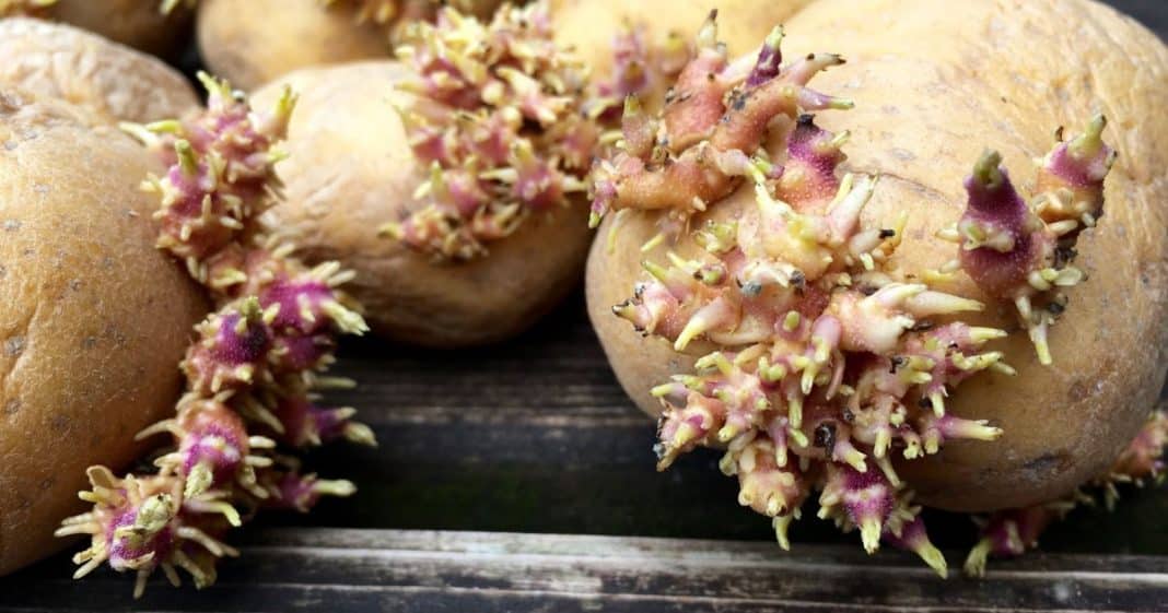 Podemos ou não podemos comer batatas com brotos? Saiba quando o melhor ...